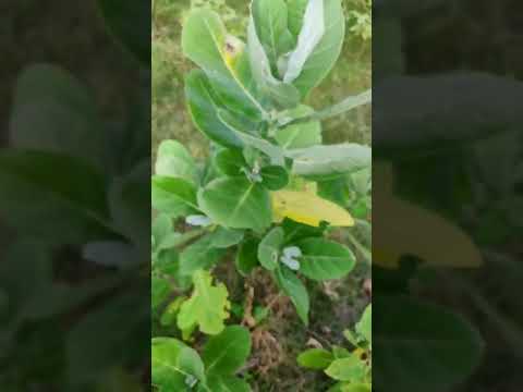 Calotropis | Mode of Pollination | Herkogamy | #pollination #crosspollination
