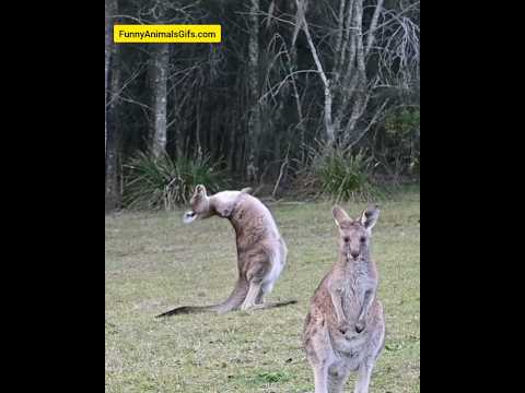 Funny Kangaroo GIFs ๐ #shorts #kangaroo