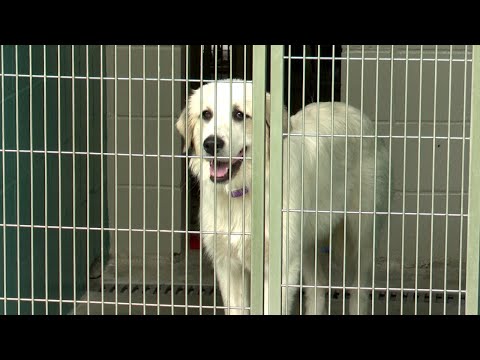 Aiken County Animal Shelter waiving adoption fees this weekend