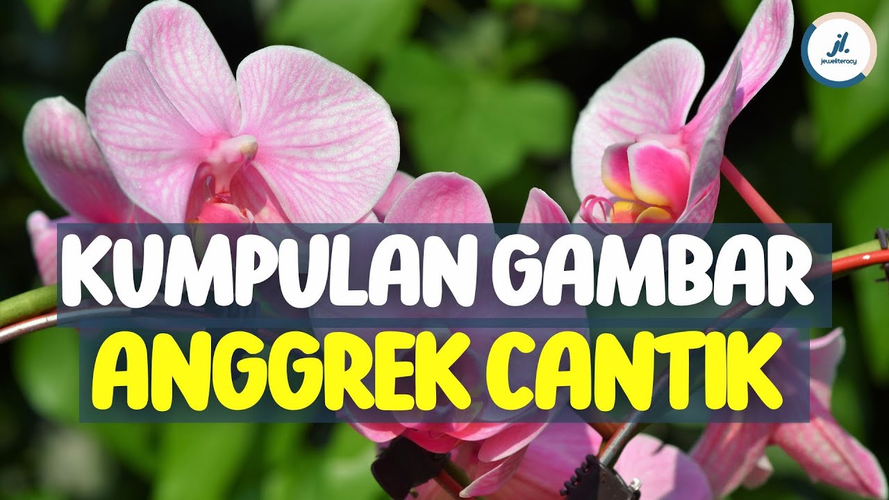 KUMPULAN GAMBAR BUNGA ANGGREK CANTIK | BEAUTIFUL ORCHID
