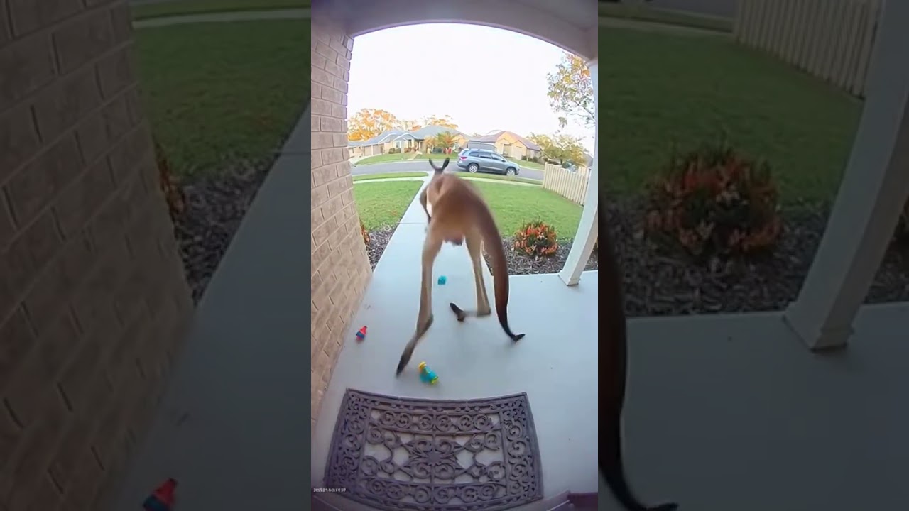 The doorbell camera captured it all – picking up the baby kangaroo! 😱 #viral #baby #kangaroo