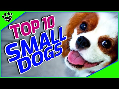 Top 10 Cute Small Dog Breeds You'll Absolutely LOVE! Dogs 101