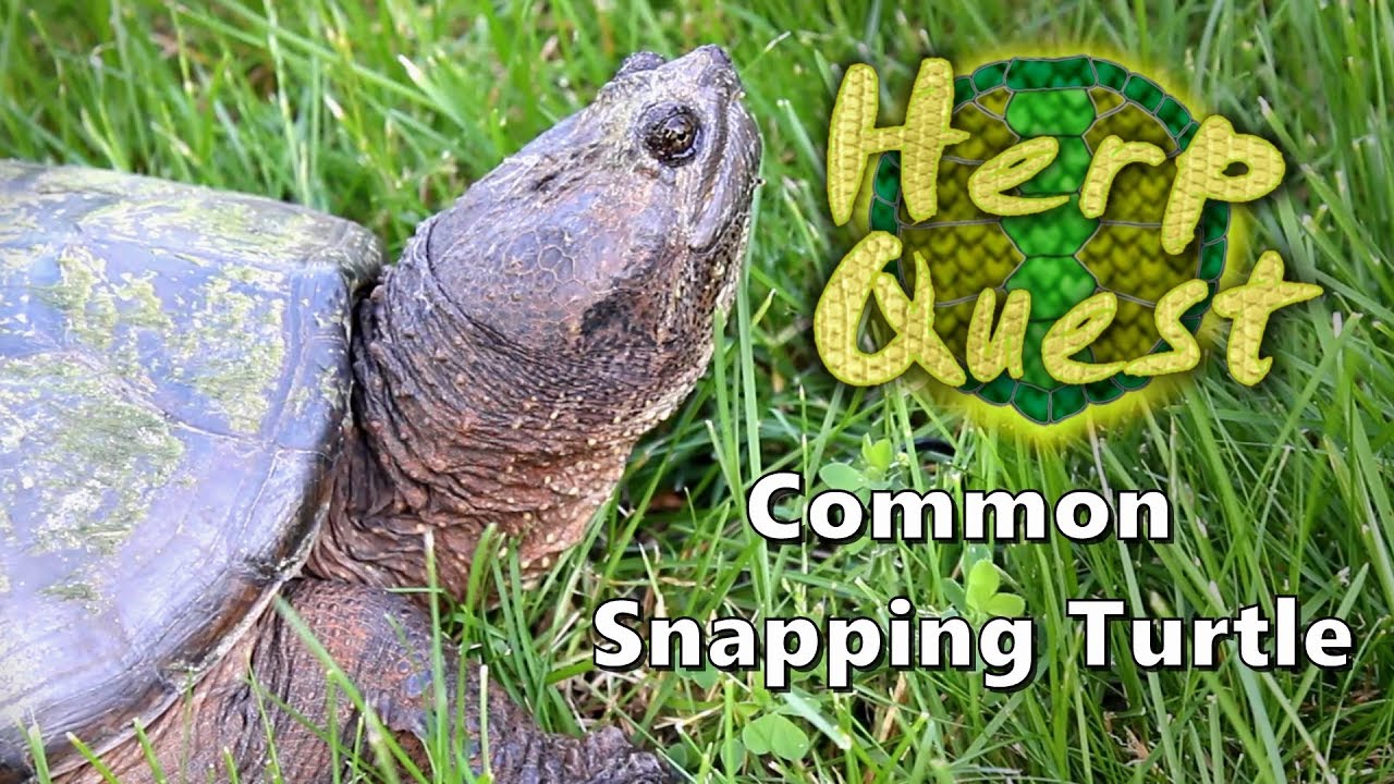 Common Snapping Turtle - Herp Quest #11 (Herpetology Education)