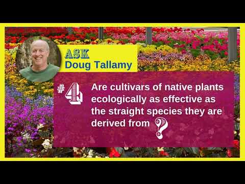Are cultivars of native plants ecologically as effective as straight species they are derived from?