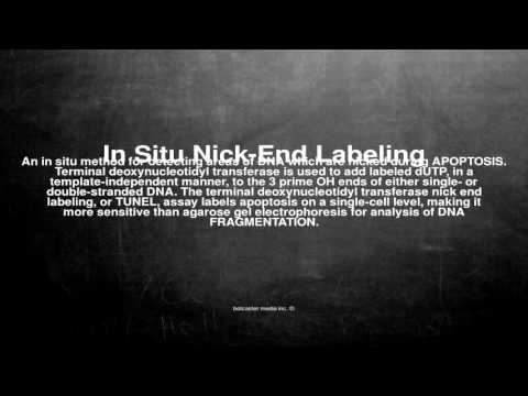 Medical vocabulary: What does In Situ Nick-End Labeling mean