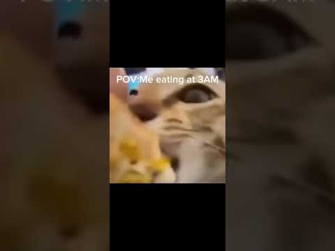 Cat eating meme