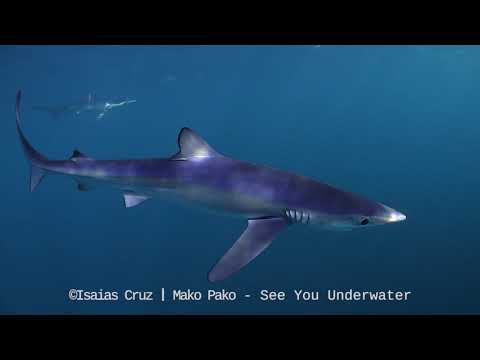 3 TINTORERAS | mako pako
