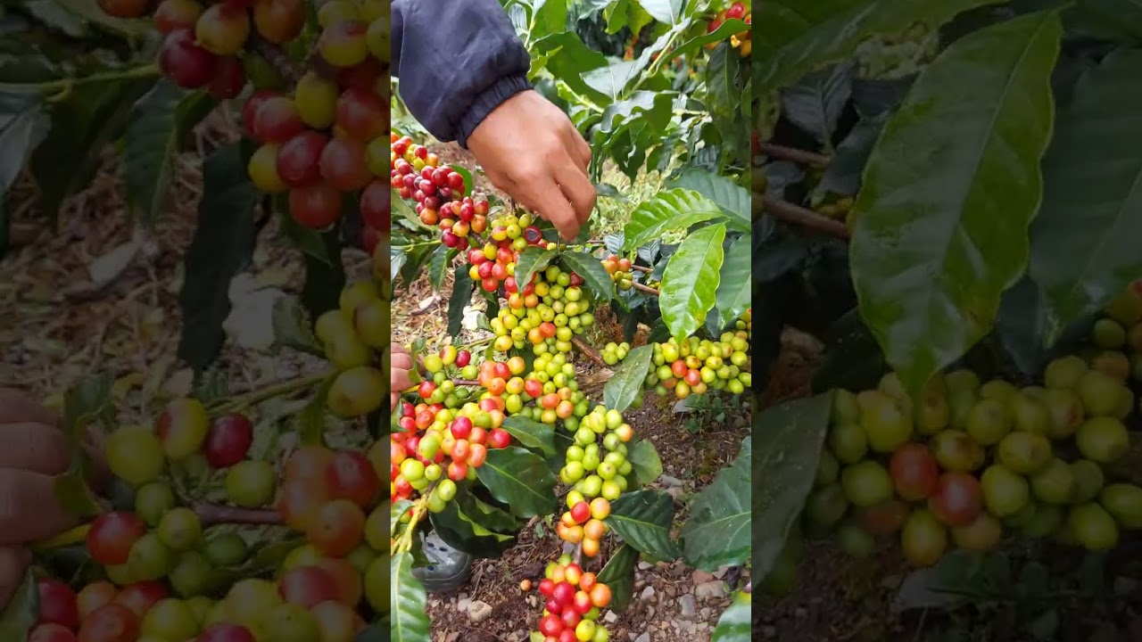 VENTA DE SEMILLA DE CAFE VARIEDAD MONTECLARO EN CAPURI MUNICIPIO ARSOBISPO CHACÓN DEL MERIDA