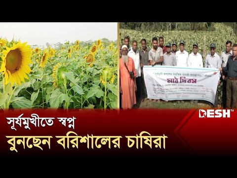 সূর্যমুখীতে স্বপ্ন বুনছেন বরিশালের চাষিরা | Barishal Sunflower | News | Desh TV