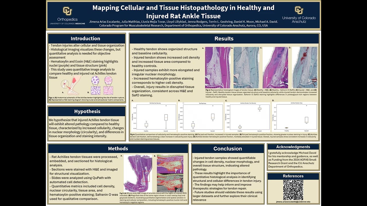 RaCAS 2026 - Mapping Cellular and Tissue Histopathology in Healthy and Injured Rat Ankle Tissue