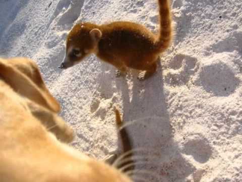 Cute Baby Coatis Photo's