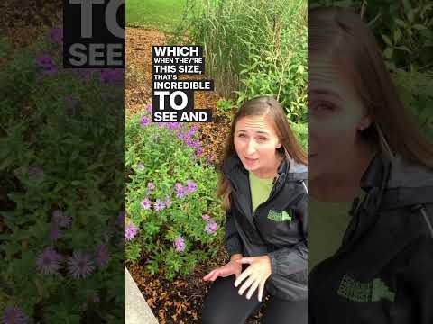 Get to know New England aster #shortsvideo #shortsfeed #shorts