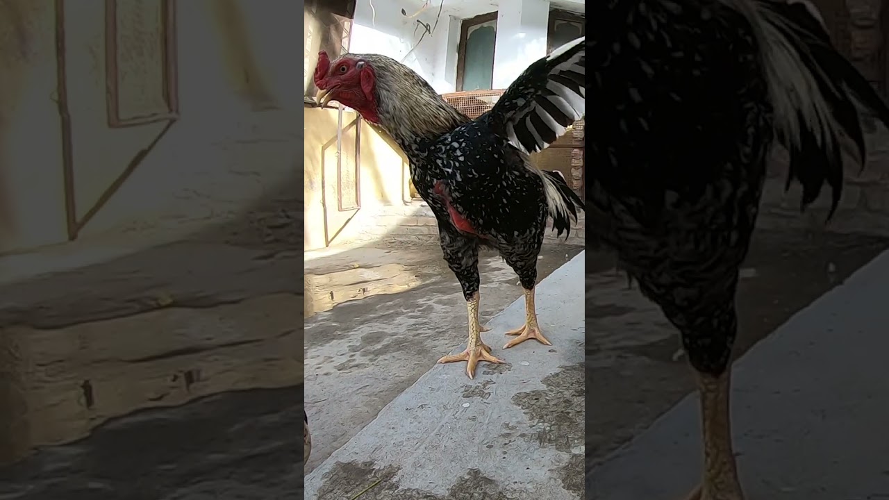 Is this a Original Java Fighter Murgha (Chicken)