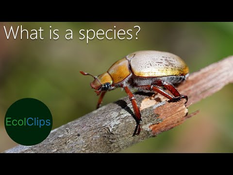 Species Concepts Explained in Short | EcolClips