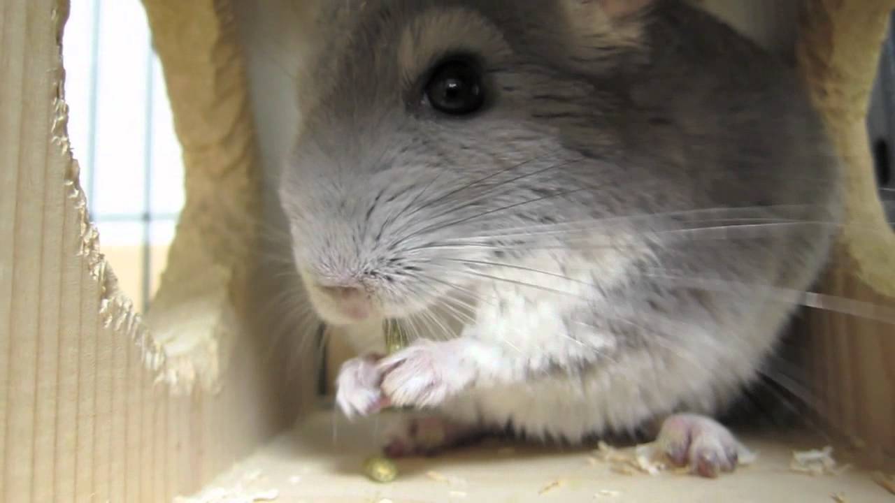 Rare Violet Chinchilla