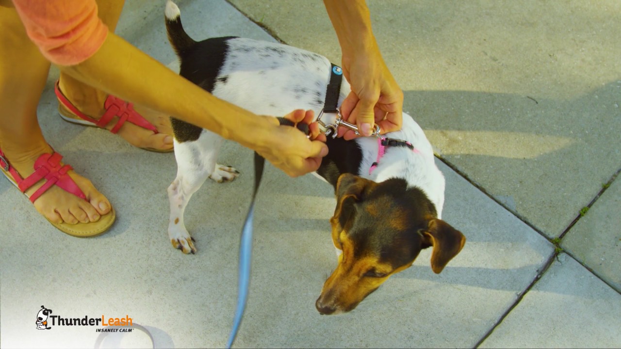 ThunderLeash Training Video