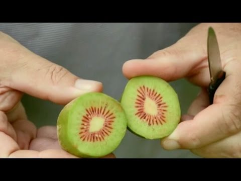 Native Chinese fruit cultivated with a New Zealand twist