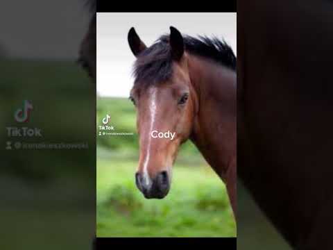 cute bay horse names