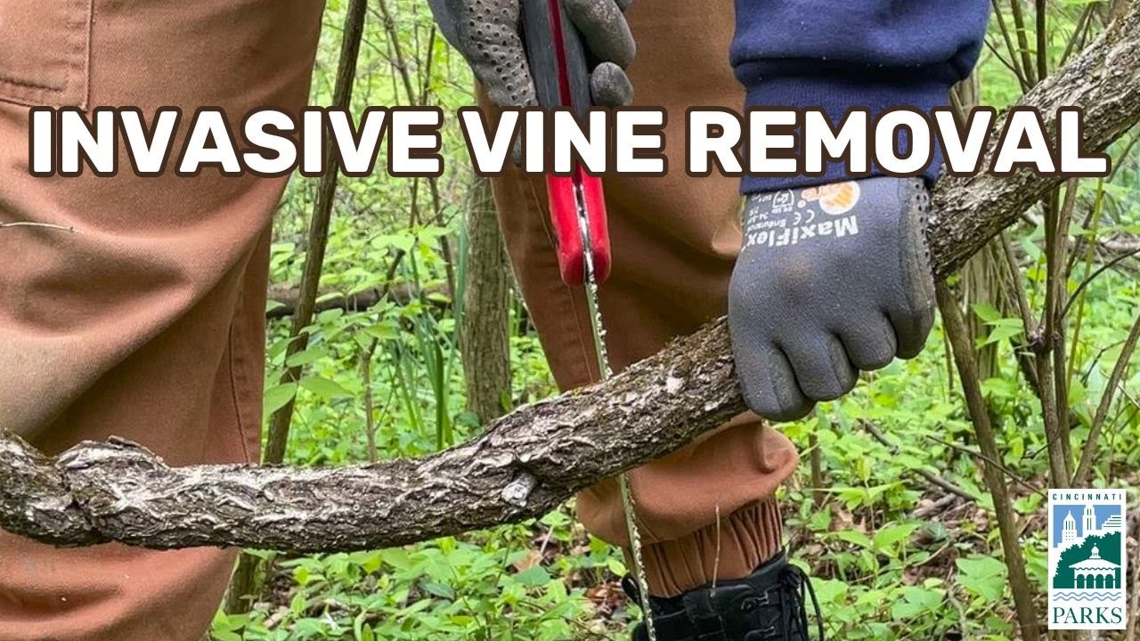 How To: Invasive Vine Removal | Cincy Parks