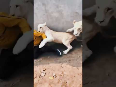 lion attack Mamu sw pet house