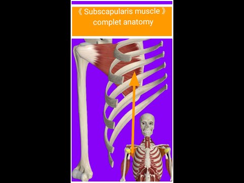 Subscapularis muscle|Origin,Insertion,action,Blood & nerve supply,keywords & anatomical relation.