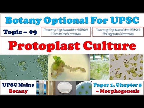 Protoplast Culture: Plant Tissue Culture: UPSC Botany Optional: IAS ...