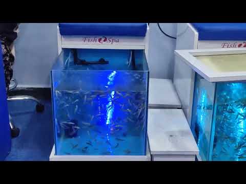 Spa Fish Dr Fish | Garra Rufa Fish & Doctor Fish | Deepa Aquarium, Mumbai