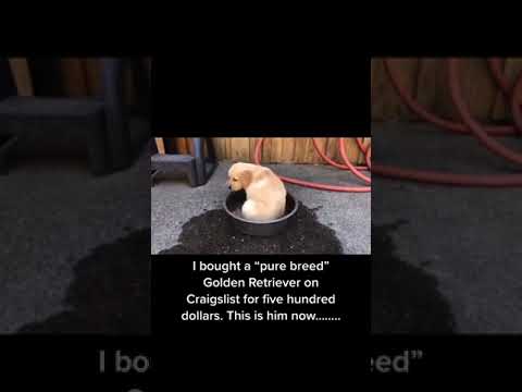Buying a Dog on Craigslist Pets