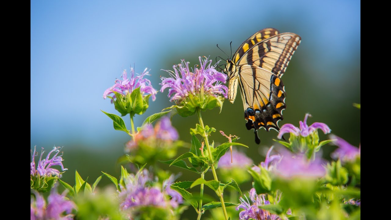 National Pollinator Week