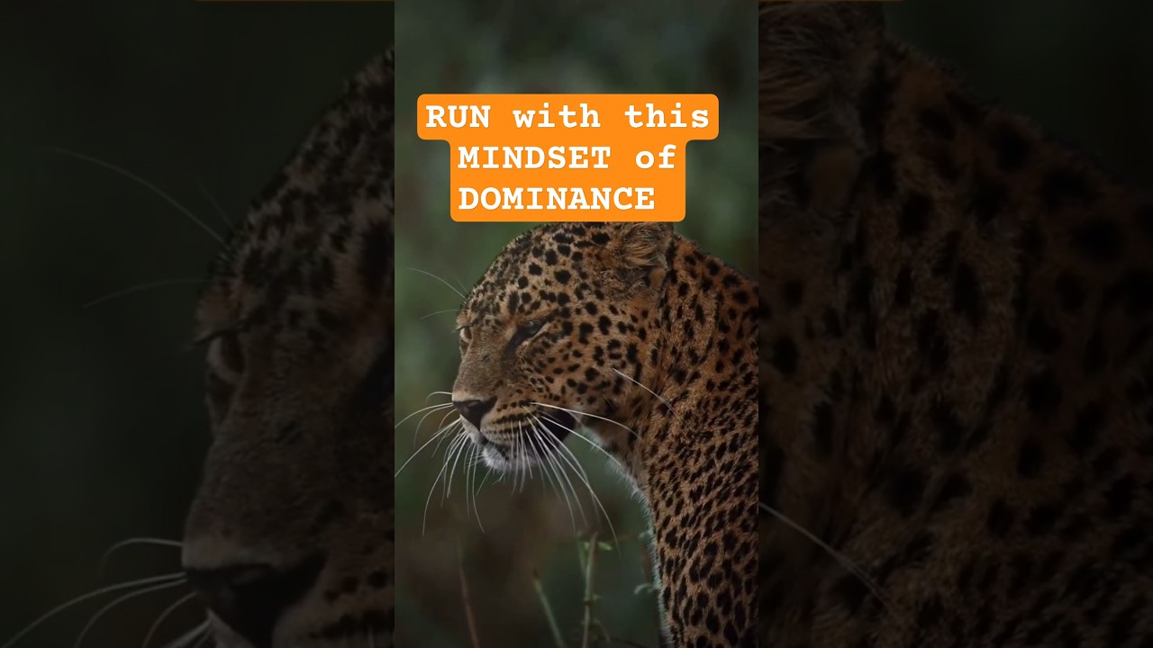 The mindset of Dominance and Influence #motivation #dothingsyoudontwanttodo #win #conquer