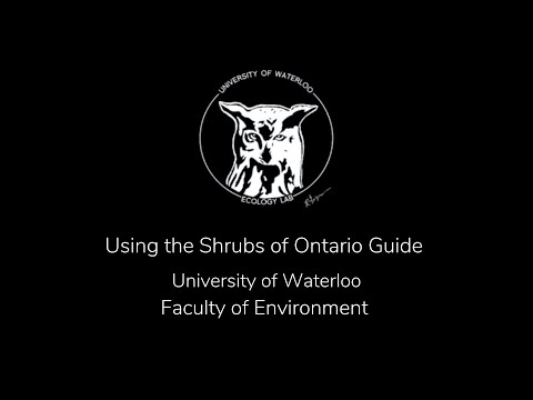 Using the Shrubs of Ontario Guide to Identify Plants