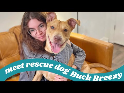 Dog for adoption - Buck Breezy the Sweet Family Boy, a Carolina Dog ...