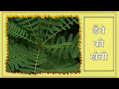 Sesbania Seed - Wholesale Price & Mandi Rate for Dhaincha Seeds in India