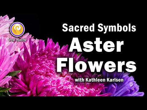 Amazing Aster Flower Facts You Never Knew