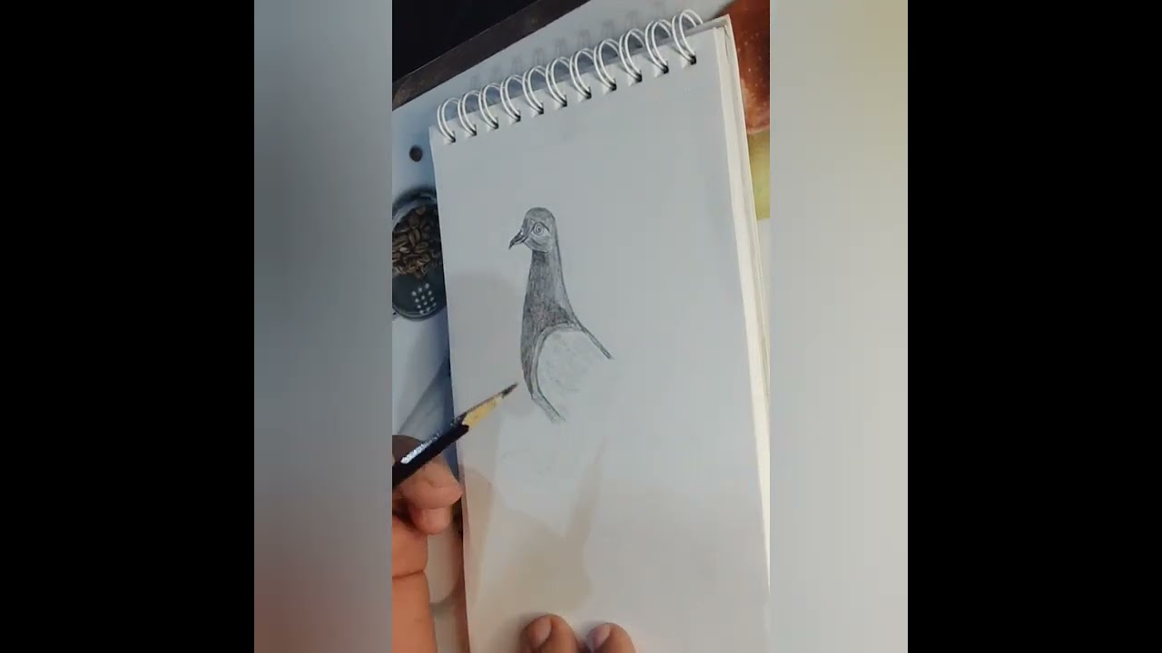 cómo dibujar una paloma a lápiz