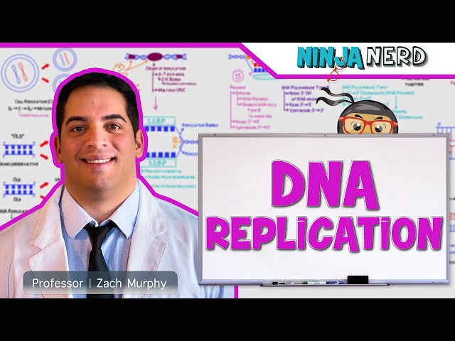 Understanding DNA Replication: A Comprehensive Guide | Galaxy.ai