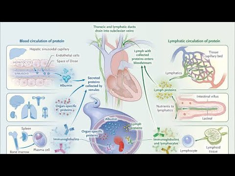 Protein Losing Enteropathy ; Definition, Causes, Symptoms, Diagnosis, Treatment