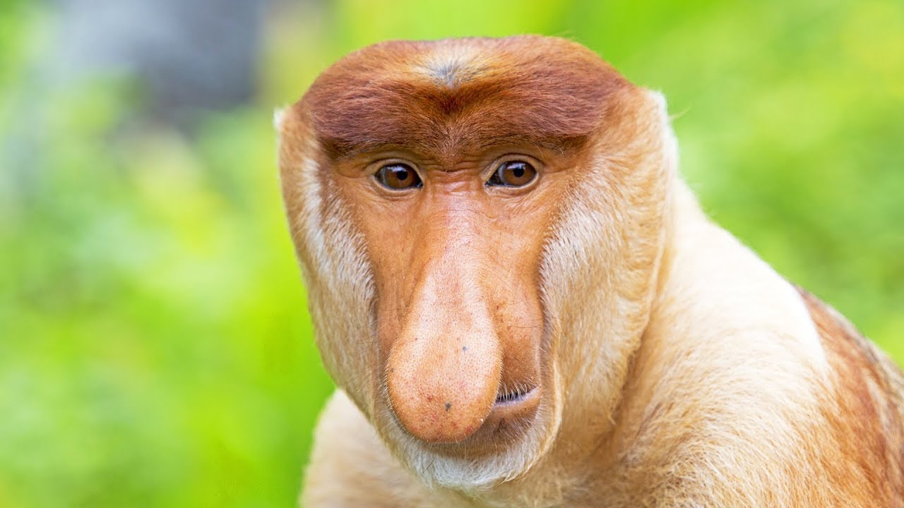 Documentaire | Le nasique, ce singe moche