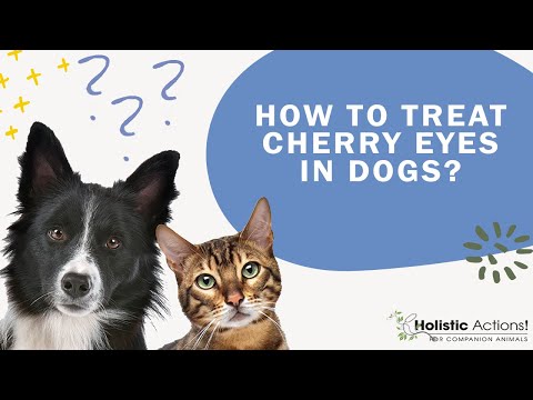 FAQ: How to treat cherry eyes in dogs?