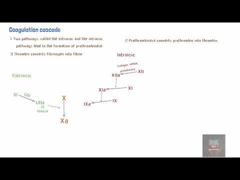 COAGULATION CASCADE