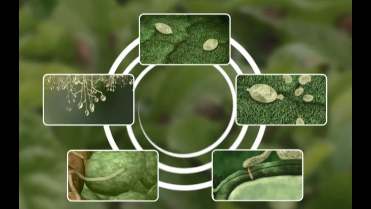 See how Potato Late Blight develops
