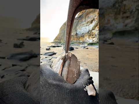 We were lucky enough to find this tasty cephalopod fossil after a storm ! Check out of those generou