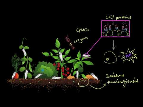 Bt Crops - Biotechnology and its Applications - Biology - Video Lecture ...