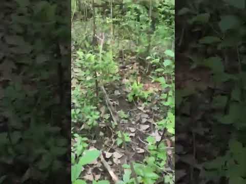 Morel Mushrooms in Minnesota!