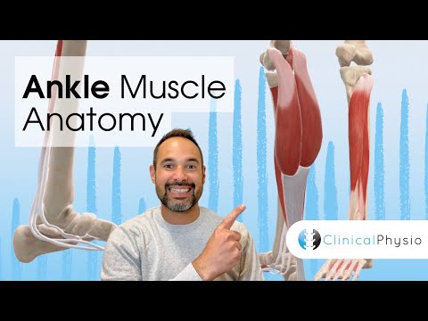 Ankle Muscle Anatomy | Expert Physio Guide