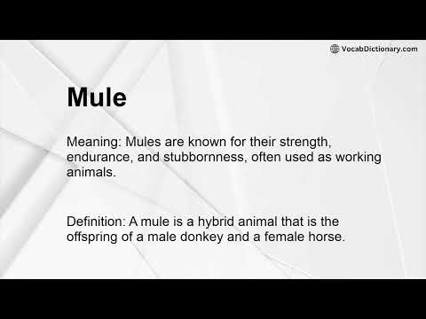Mule Meaning