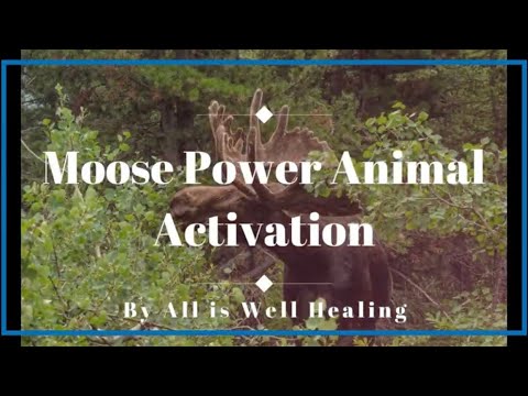 Moose Spirit Animal Reiki Spiritual Healing Chakra Energy Cleanse #spirituality