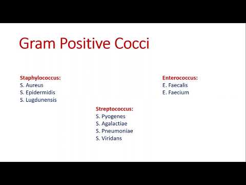 How to pronounce Gram +ve Cocci. Staphylococcus, Streptococcus and Enterococcus Species.