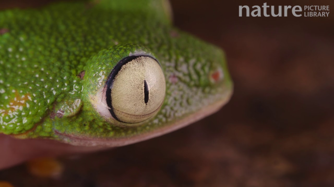 Leaf frog blinking its eyes, Amazon rainforest, Orellana Province, Ecuador.