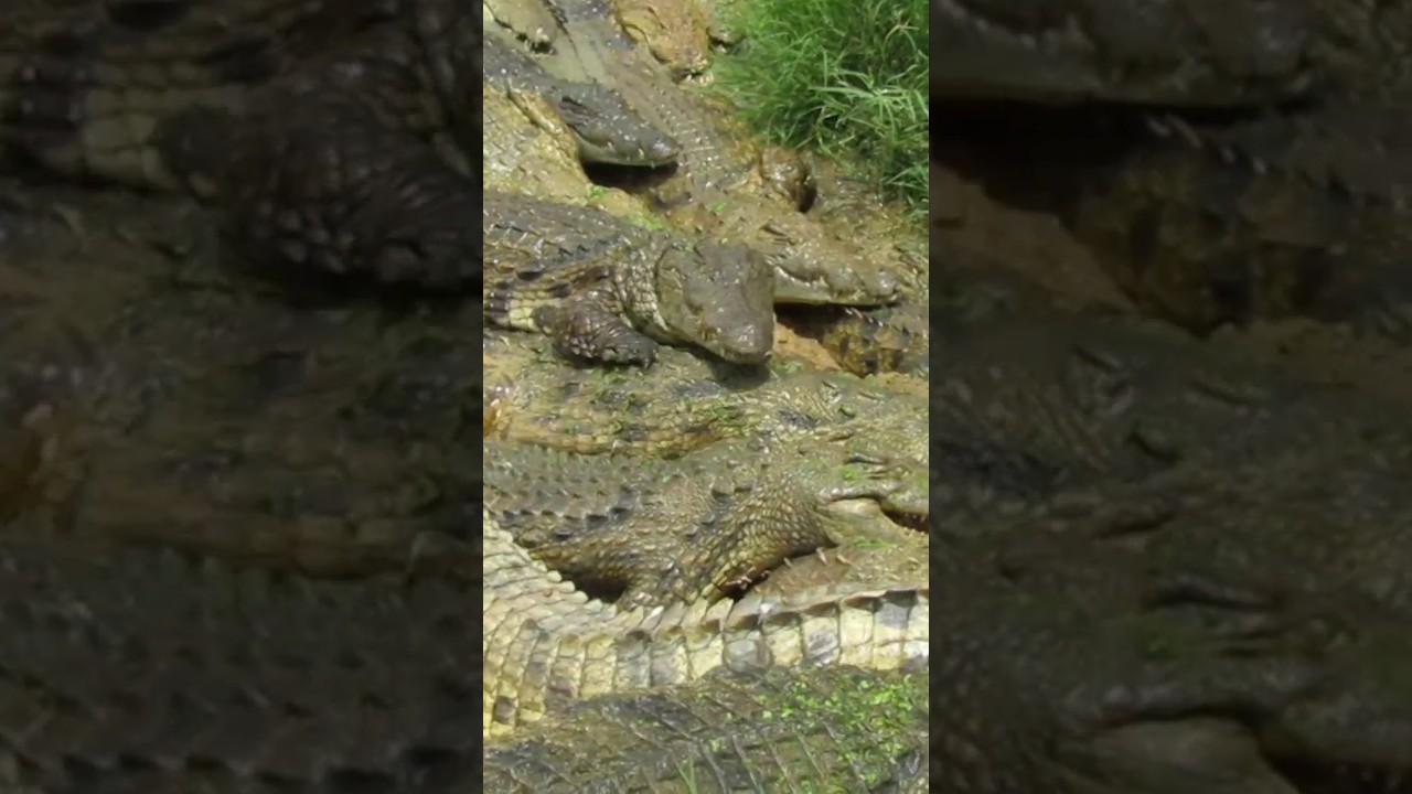 #kalimba #kalimba reptile park #crocodile park #lusaka zambia #kalimba farm #best places to visiting